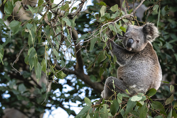 HP and WWF: Lessons from a forest conservation partnership | Trellis