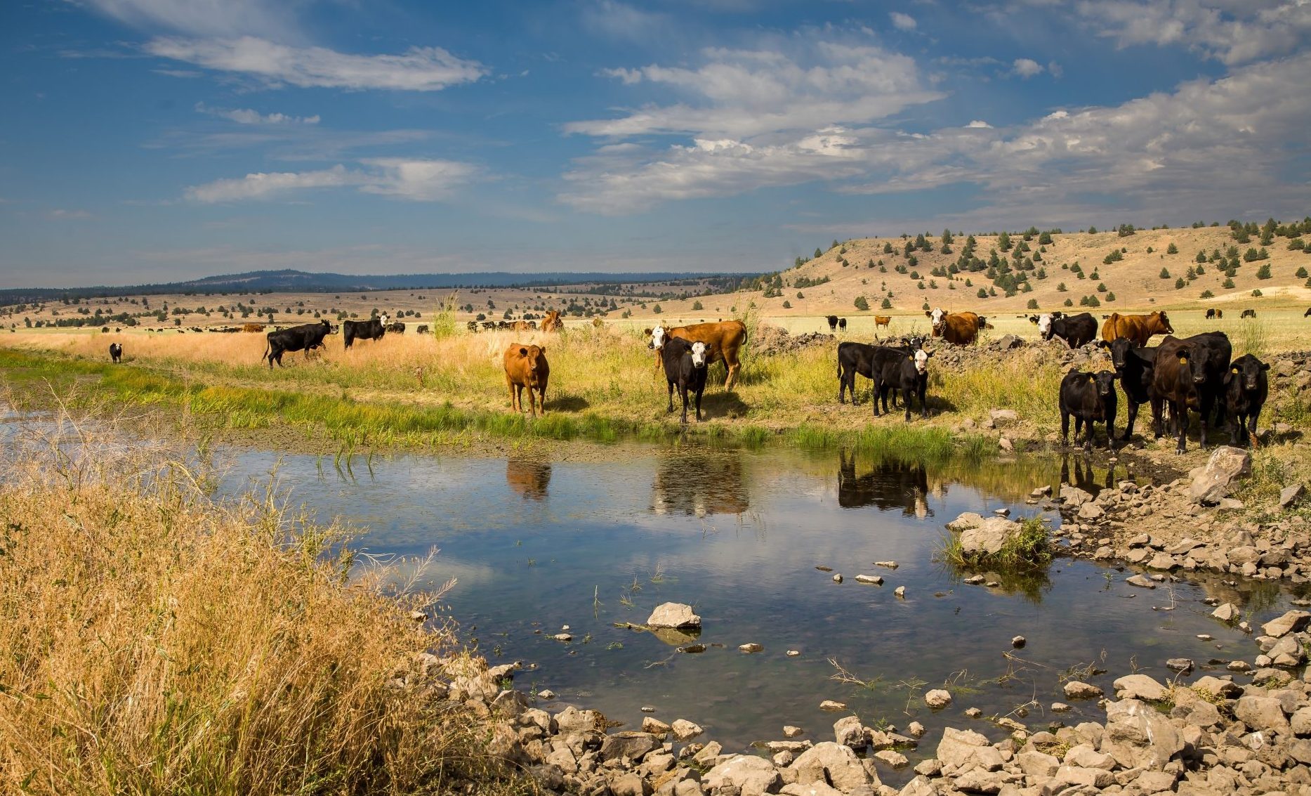 Big meat producers must mitigate water risks. Here’s how